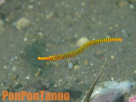 Yellow Banded Pipefish - バリ島海洋生物図鑑