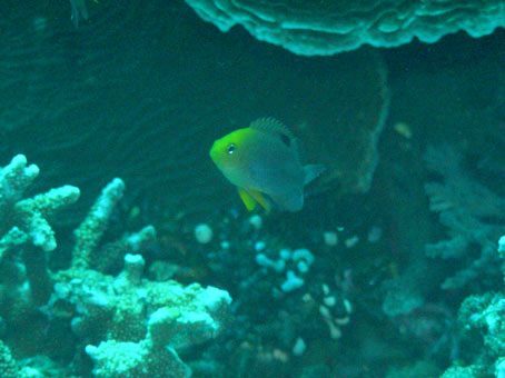 Talbot's Damsel - バリ島海洋生物図鑑