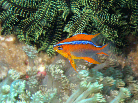 Orange Damsel - バリ島海洋生物図鑑